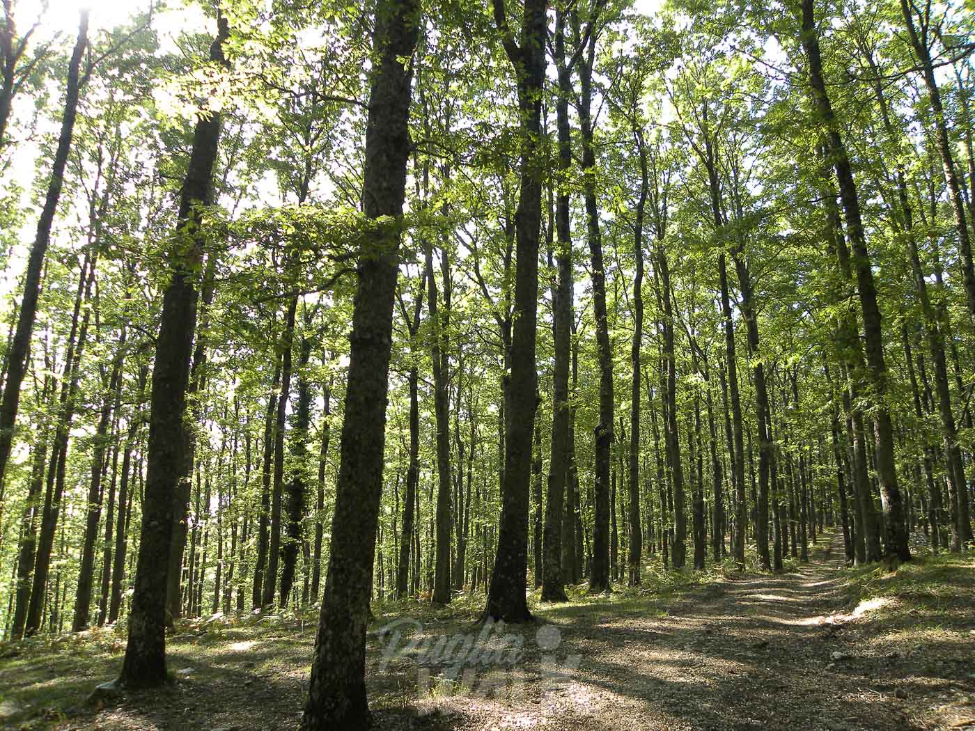 Foresta